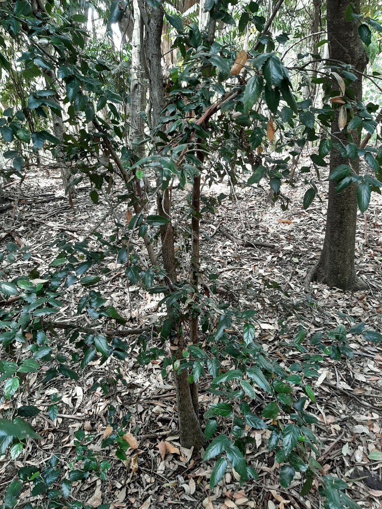 Axe handle Wood from Loganholme QLD 4129, Australia on December 4, 2020 ...