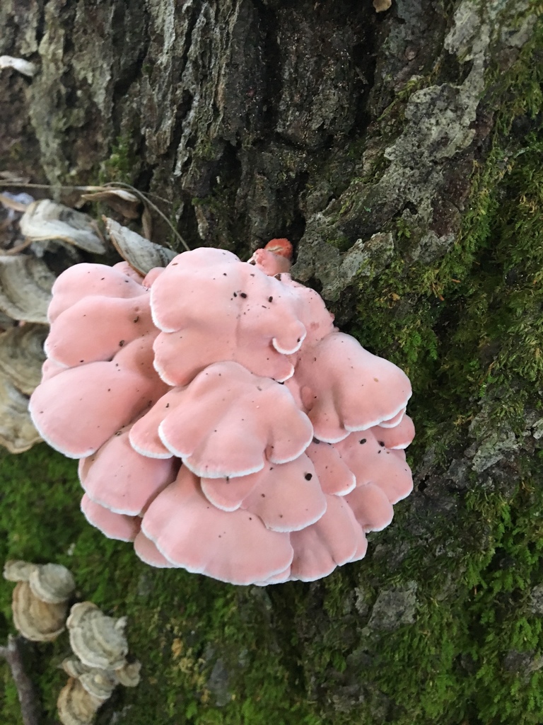 Coral-pink Merulius from 40051, New Haven, KY, US on September 22, 2017 ...