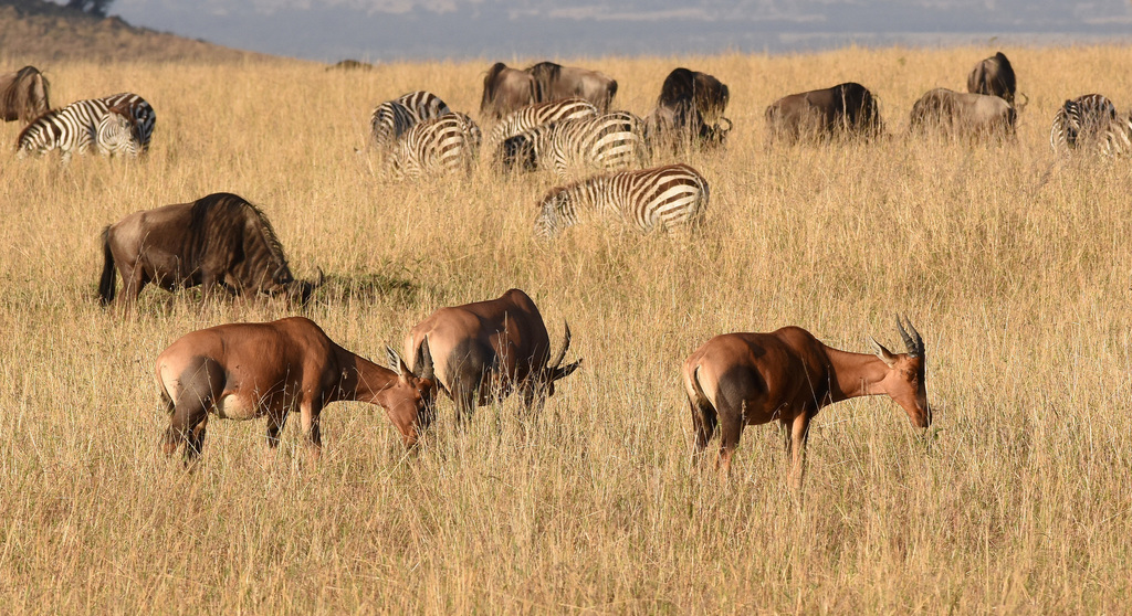 Topi from Serena, Kenya on September 05, 2017 at 07:42 AM by Henry ...