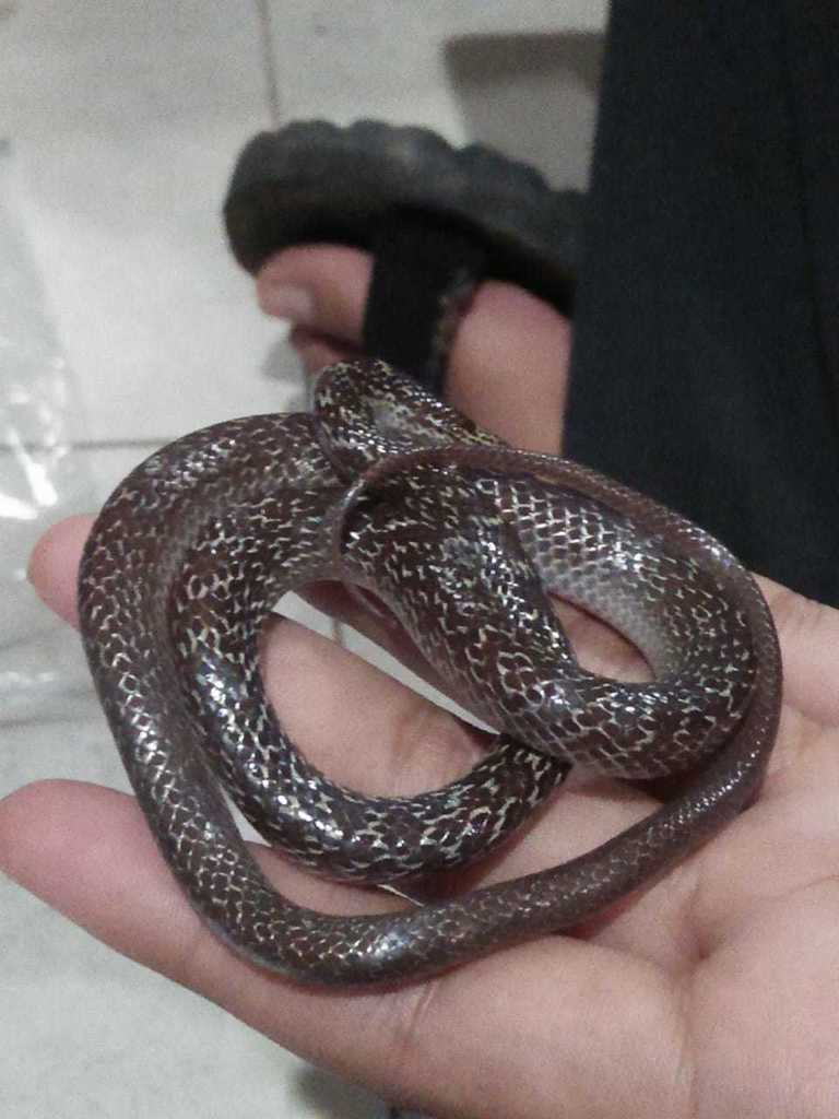 Common Wolf Snake from Unnamed Road, Karang Malang, Caturtunggal, Kec ...