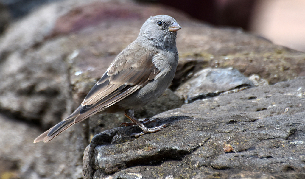Old World Sparrows (Passeridae) - Avian Discovery