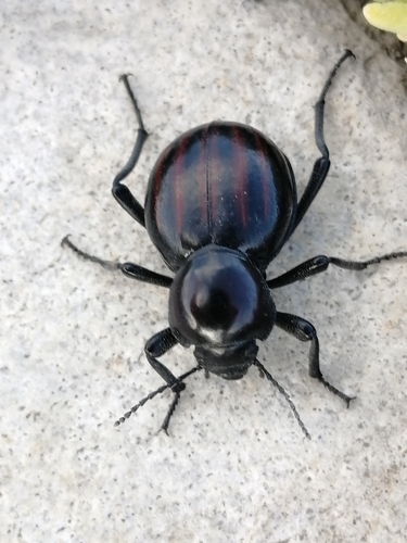 Toktok Beetles (Genus Psammodes) · iNaturalist