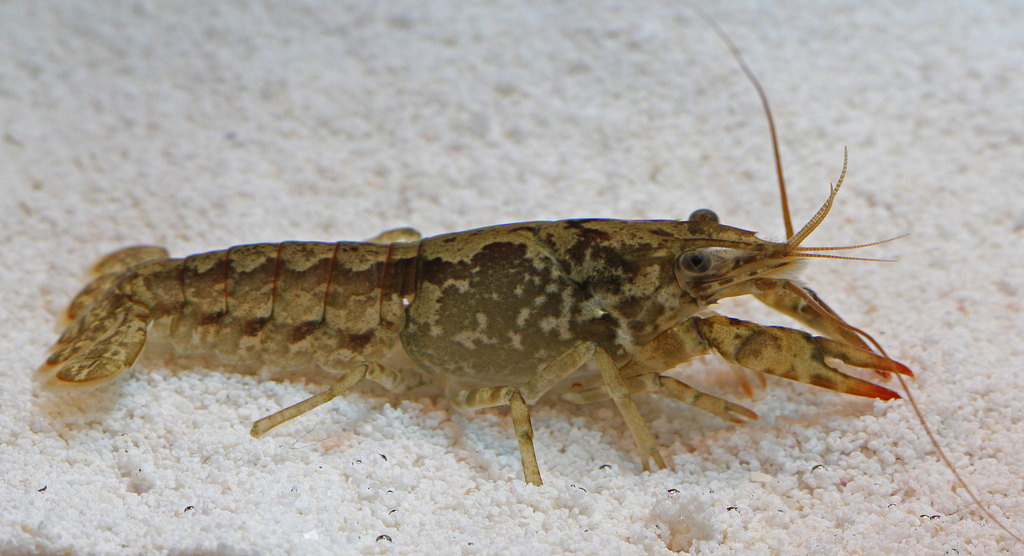 Calico Crayfish from Presque Isle Bay, Erie, PA on August 02, 2014 by ...