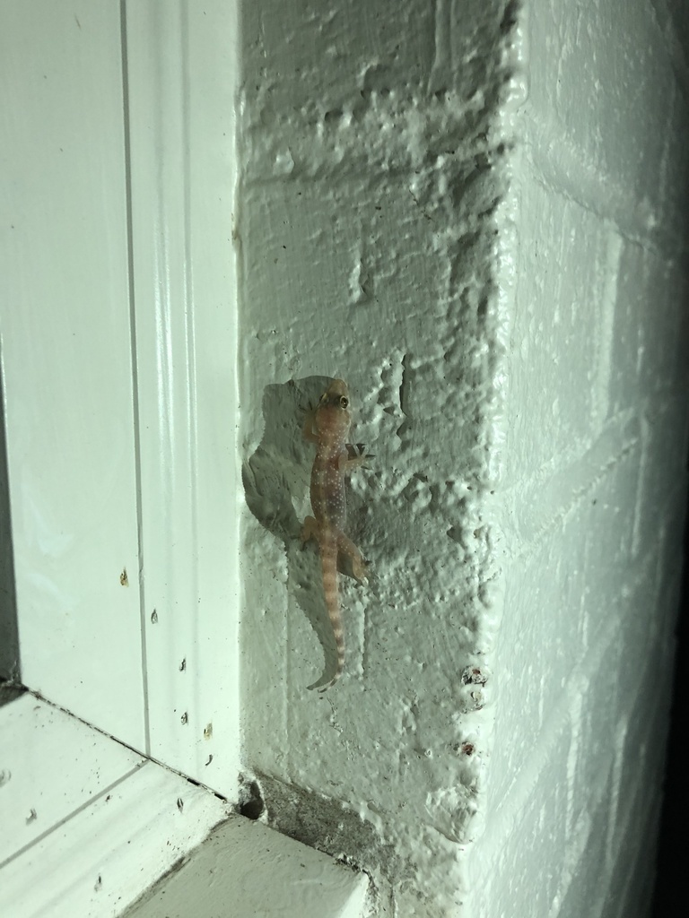 Mediterranean House Gecko from Gull Harbor Dr, Newport, NC, US on ...