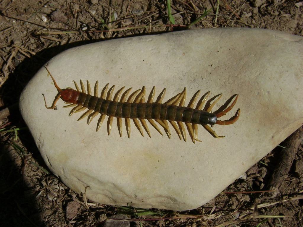 Giant Desert Centipede from Estación Escandón, Tamaulipas on October 14 ...