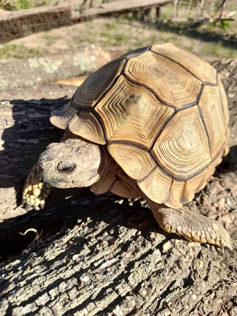 Chaco Tortoise in December 2020 by Julio Cesar Devit · iNaturalist