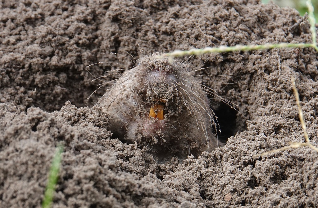 Texas Pocket Gopher from Brooks County, TX, USA on November 22, 2020 at ...