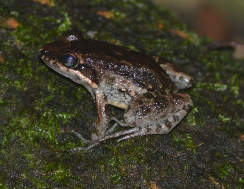 Trinidad Ditch Frog from Mayaro Rio Claro Regional Corporation ...