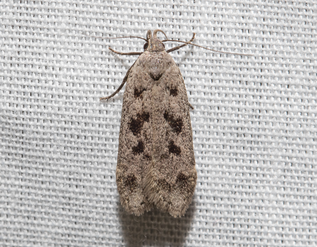 Dark-headed Aspen Leafroller Moth from Tompkins County, NY, USA on August 20, 2017 at 08:51 PM ...