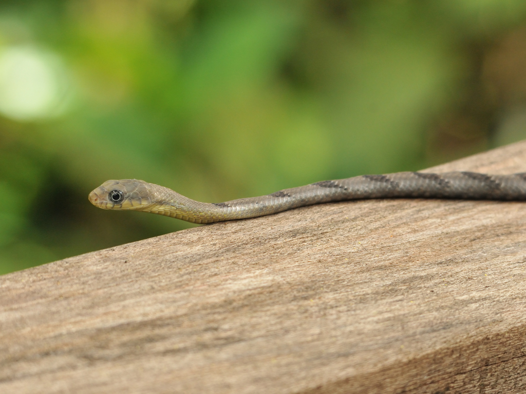 Amazon Puffing Snake from Shushufindi, Ecuador on December 11, 2010 at ...