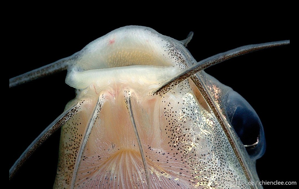 (Arius microcephalus) - Marine Life Identification
