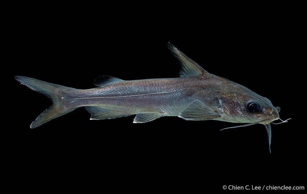 (Arius microcephalus) - Marine Life Identification