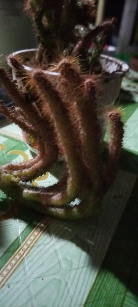 plants from Balatong A, Pulilan, Bulacan, Philippines on December 5 ...