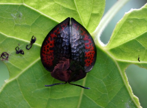 Stolas agenysiformis · iNaturalist