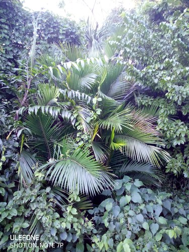 Variety Bactris major major · iNaturalist United Kingdom