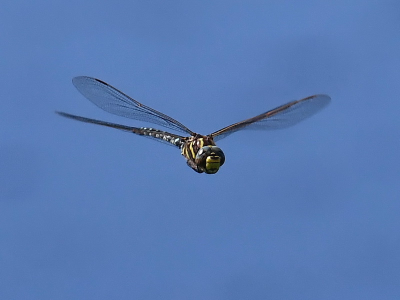 Sedge Darner from 4950 Waimes, Belgium on August 5, 2020 at 03:17 PM by ...