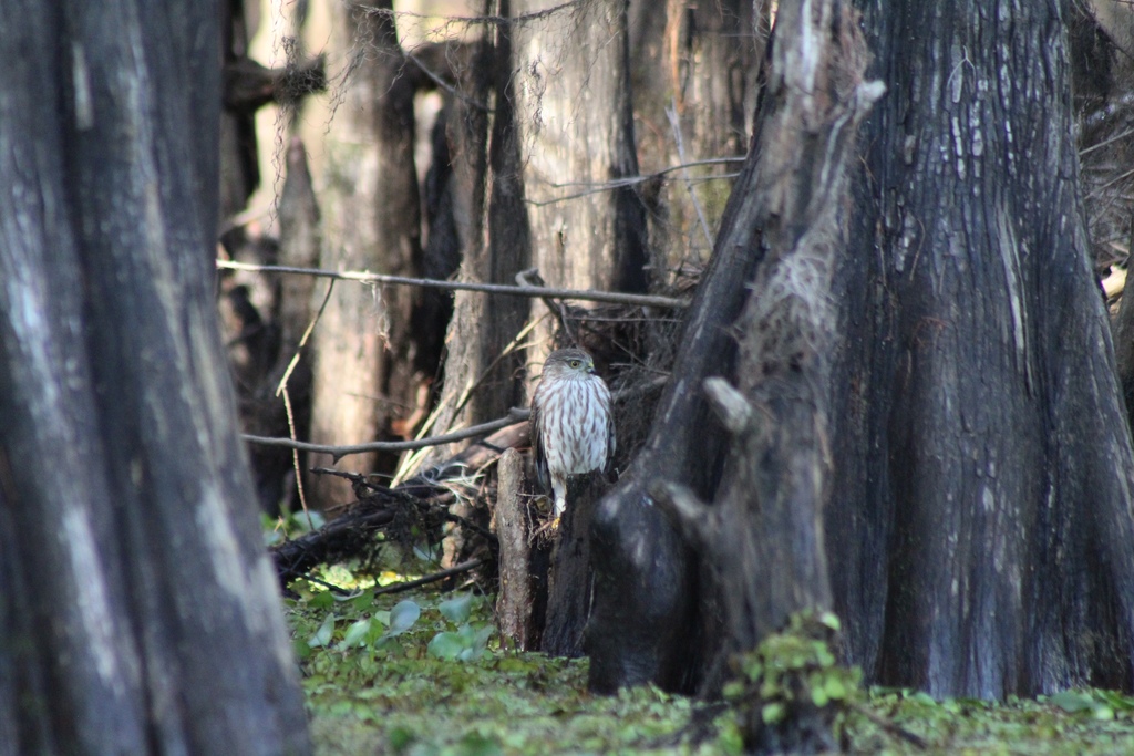 Sharp-shinned Hawk from Perch Gap, Karnack, TX, US on December 3, 2020 ...