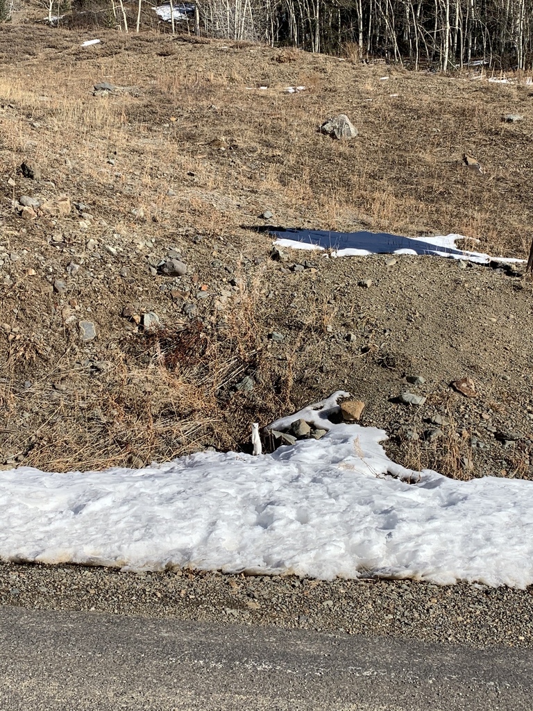 Long-tailed Weasel from CR-110, CO, US on December 5, 2020 at 11:20 AM ...