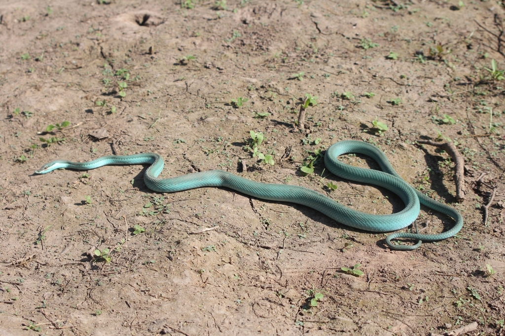 Baron's Green Racer from Capital, Santiago del Estero, Argentina on ...
