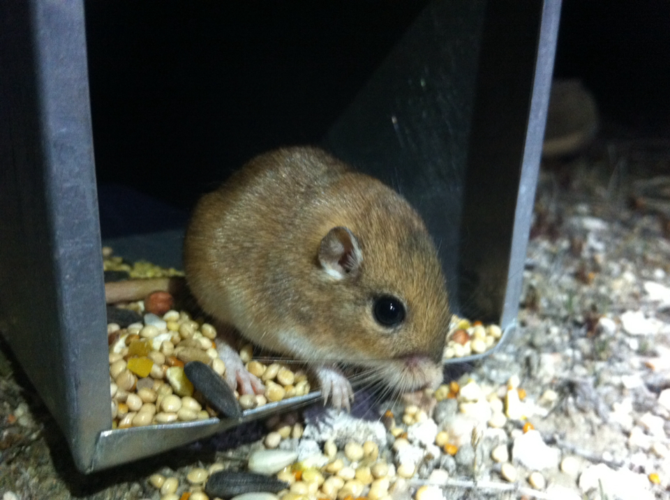 Pocket Mice (Perognathinae) - Know Your Mammals