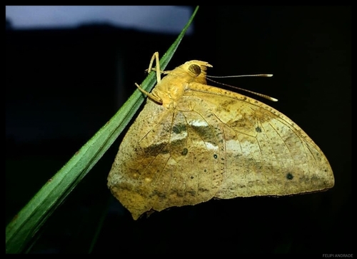 Narope cyllarus · iNaturalist