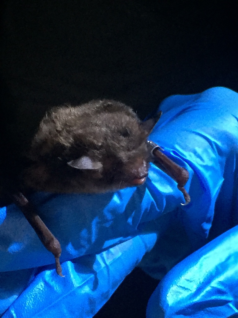 Indiana Bat in September 2017 by Sheila Voss · iNaturalist