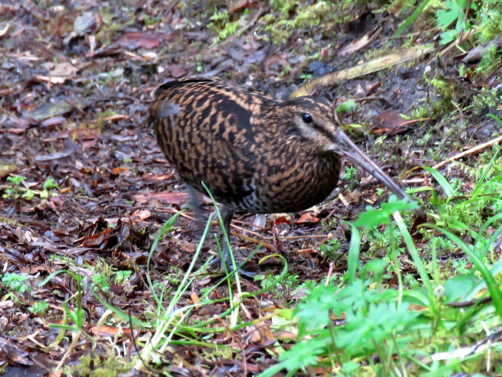 Imperial Snipe in December 2020 by Edison Ocaña · iNaturalist