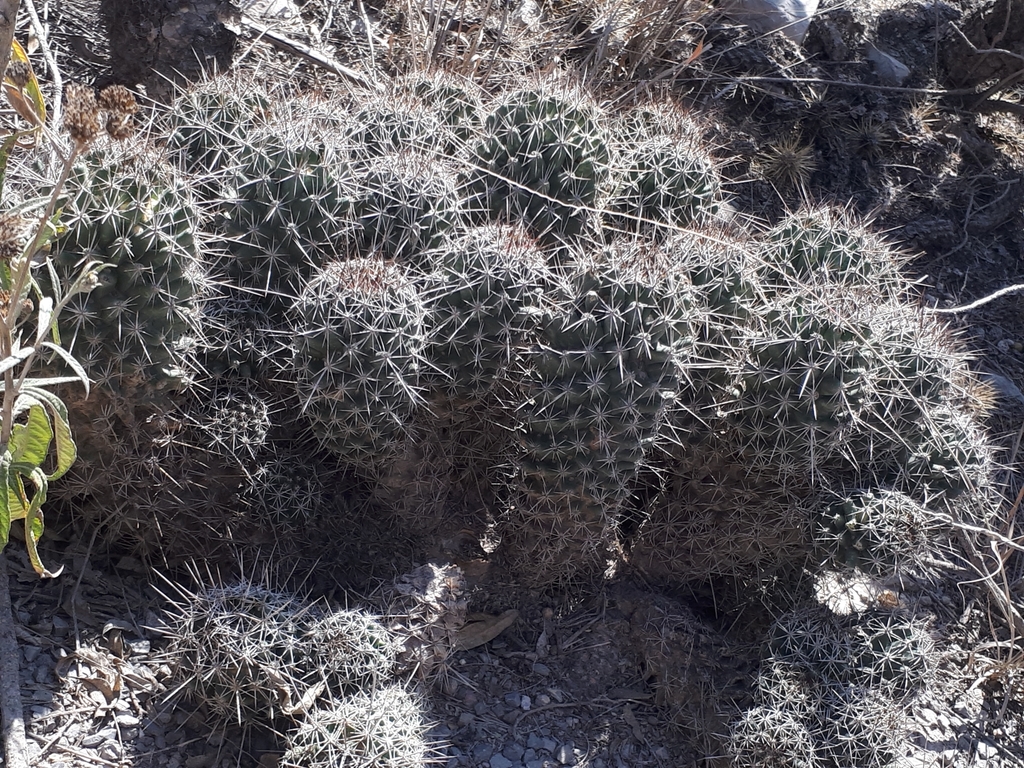 Coryphantha octacantha from Progreso de Obregón, Hgo., México on ...