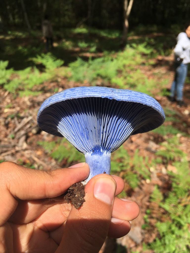 indigo milk cap from Unnamed Road, Jalisco, México on September 9, 2017 ...