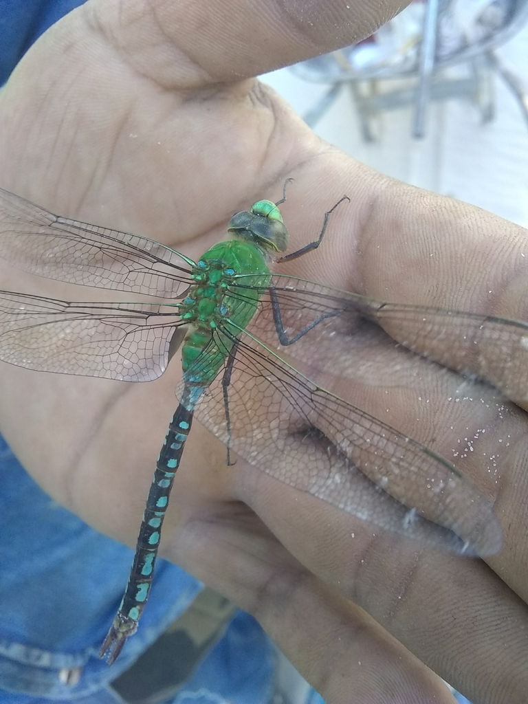 Blue-spotted Comet Darner from Lampazos de Naranjo, N.L., México on ...