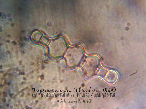 Género Terpsinoe · iNaturalist Mexico