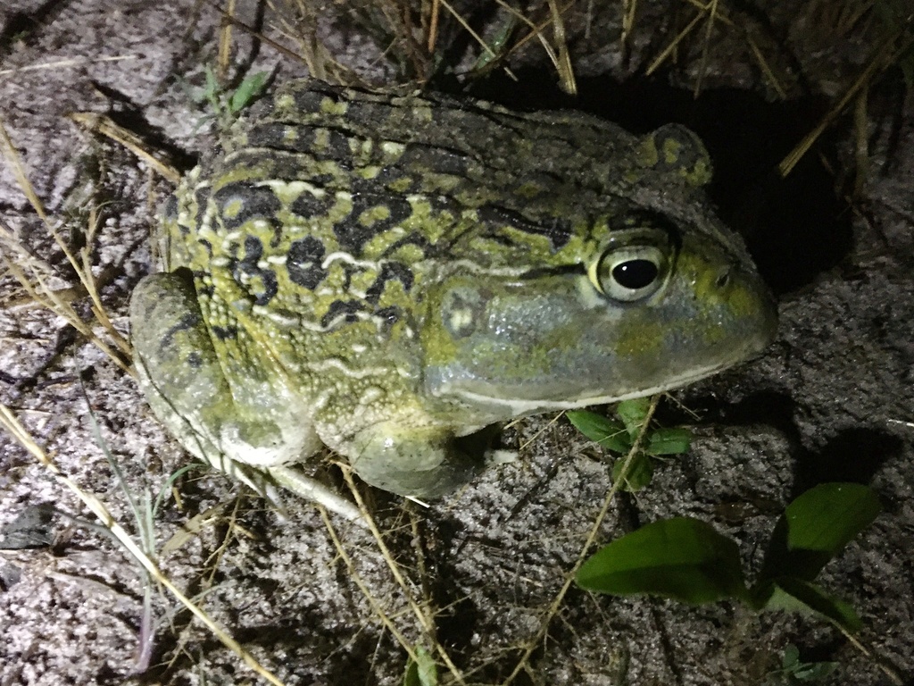 Giant African Bullfrog from Okavango Delta, North-West, BW on November ...