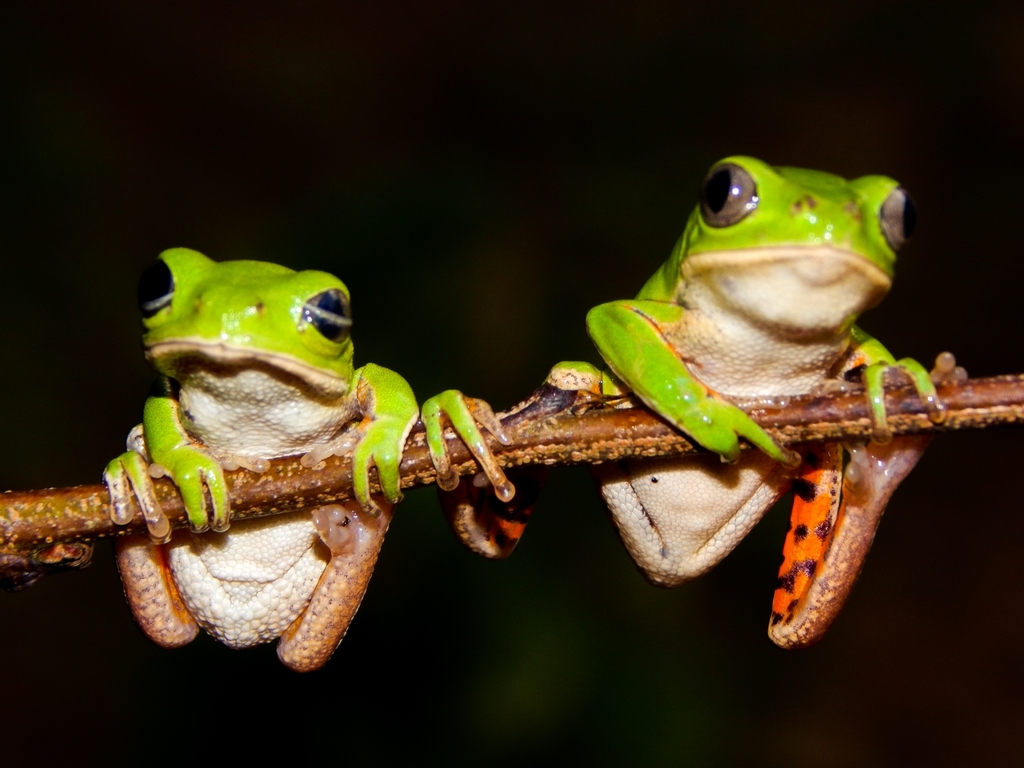 Pithecopus gonzagai from Ubajara National Park on April 17, 2015 at 04: ...