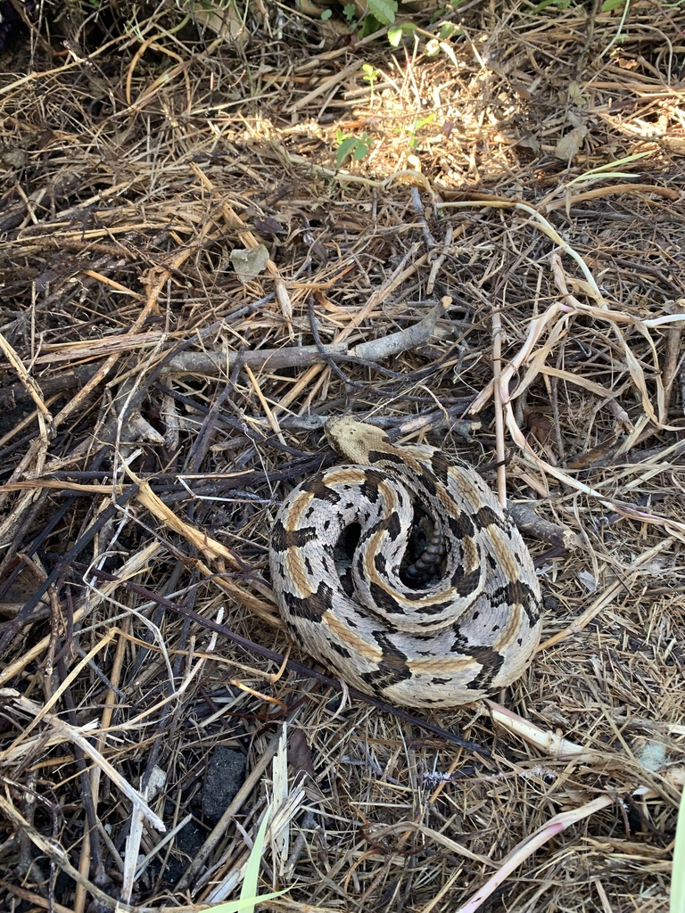 Timber Rattlesnake in November 2020 by stephenfalick · iNaturalist