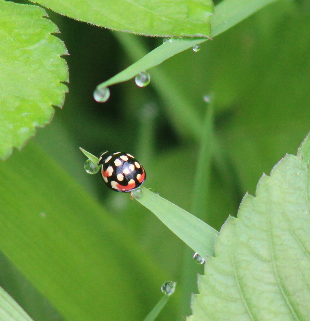 Cheilomenes from Muhanga, Rwanda on December 05, 2020 at 09:07 AM by ...