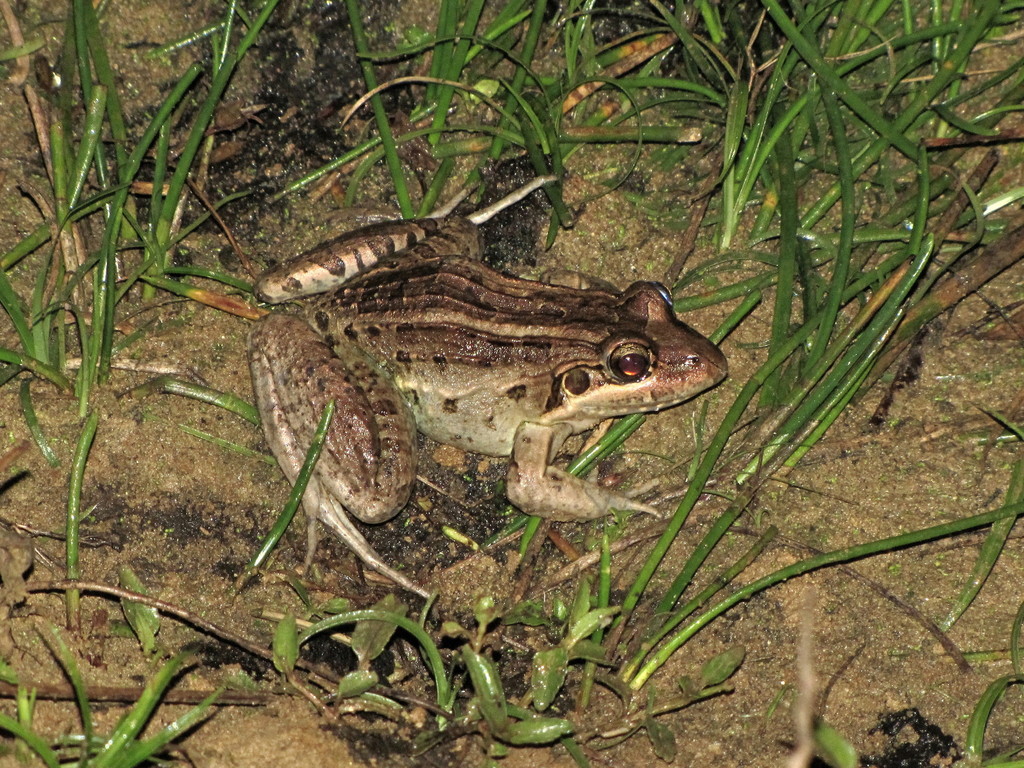 Criolla Frog from Cachoeiras de Macacu - State of Rio de Janeiro, 28680 ...