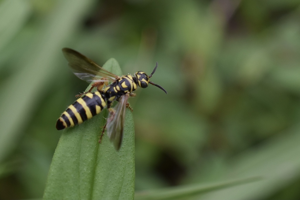 Myzinum maculatum from SE Amethyst Terr, Hobe Sound, FL, US on November ...