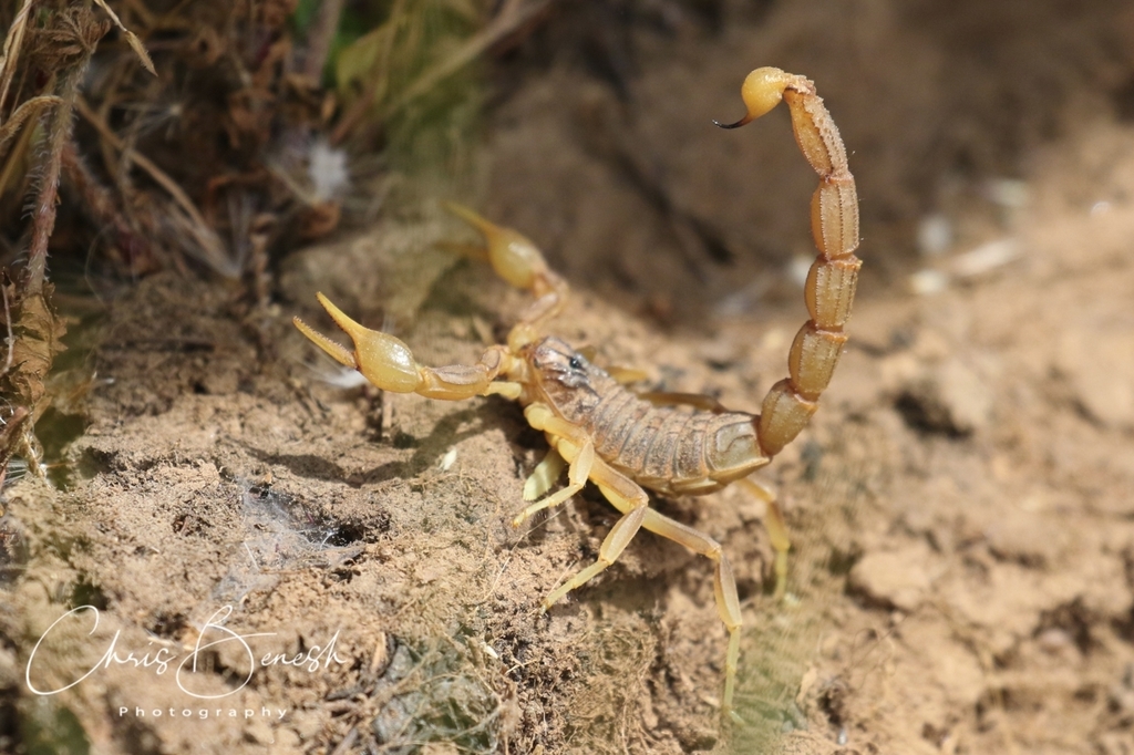 Common Yellow Scorpion from Cáceres, Spain on May 09, 2015 at 09:02 AM ...