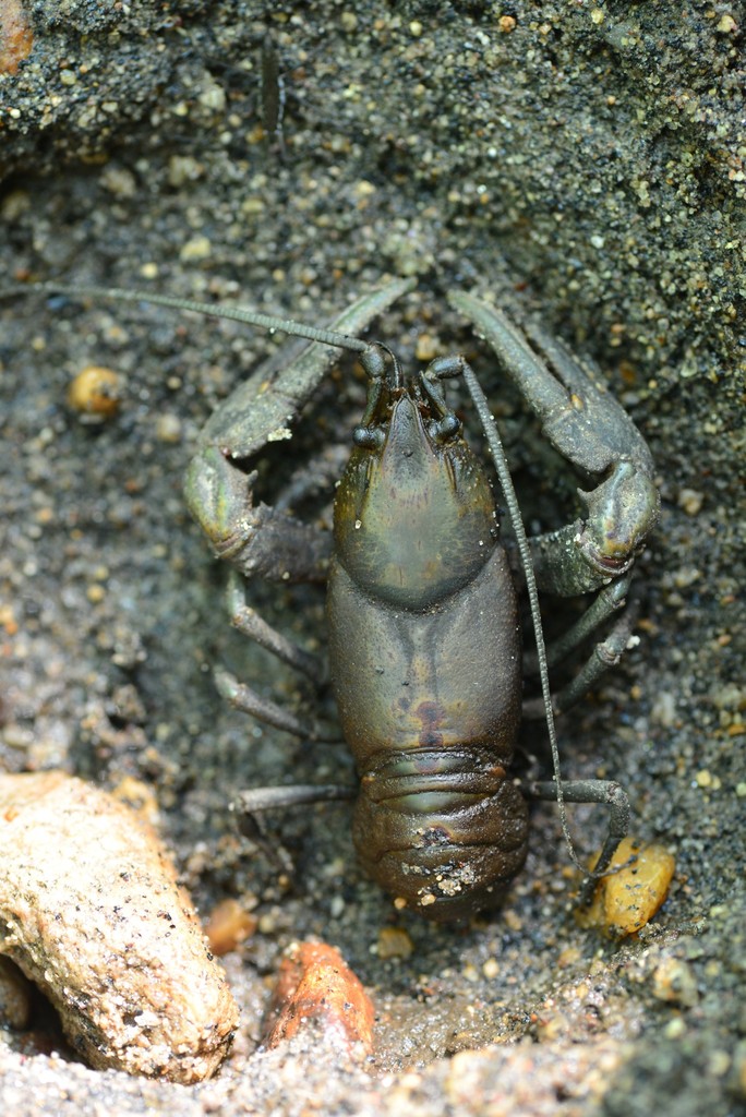 Big Water Crayfish from Parry Sound, ON, Canada on August 16, 2019 at ...