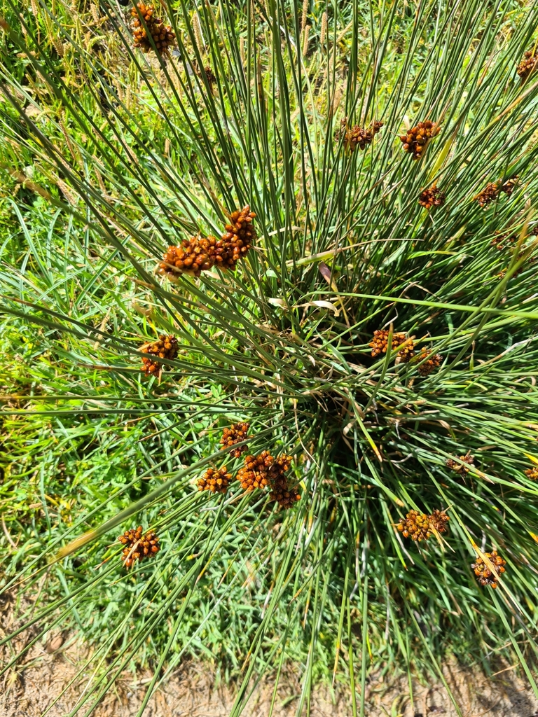 spiny rush from Portland VIC 3305, Australia on December 07, 2020 at 11 ...