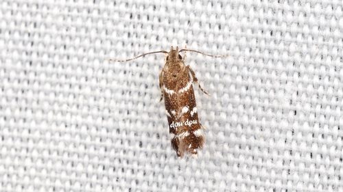 Labdia niphosticta · iNaturalist