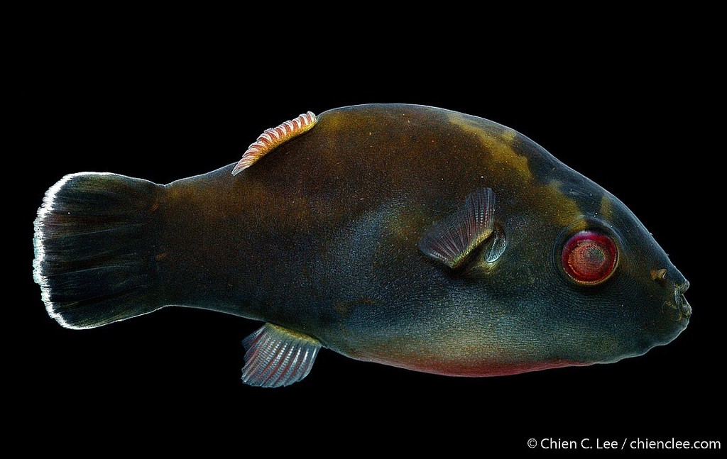 Bornean Redeye Puffer from Kampong Parit Lama, 93400 Kuching, Sarawak ...