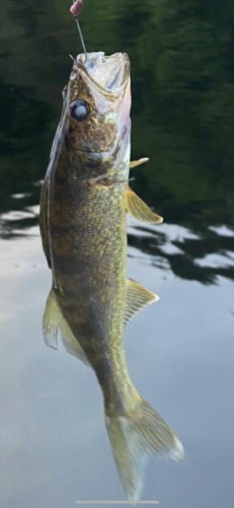 Yellow Walleye from lake vernon on June 26, 2020 at 11:33 AM by Michael ...