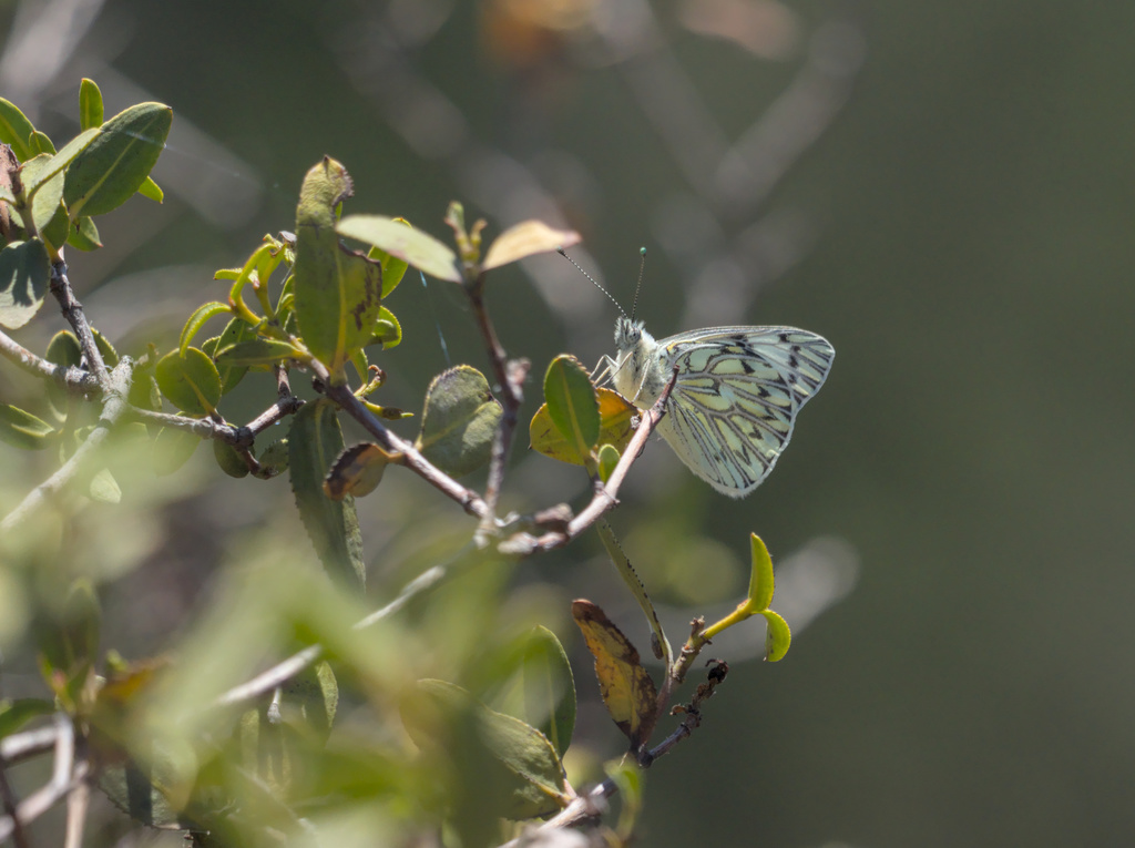 Phulia autodice blanchardii from Santiago, Región Metropolitana de ...