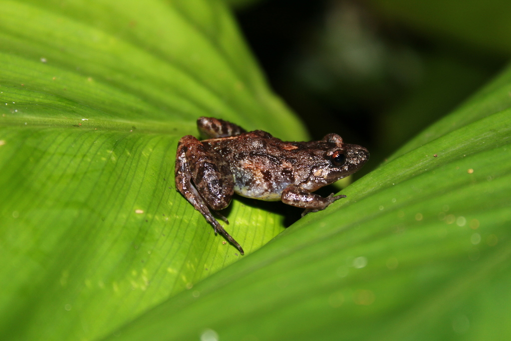 Marbled Tropical Bullfrog from Itapoá - SC, Brasil on July 11, 2017 at ...