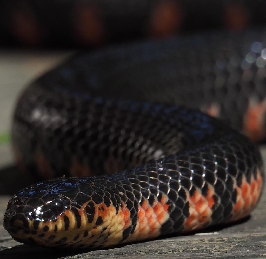 Western Mudsnake from South Baton Rouge, Baton Rouge, LA, USA on June ...
