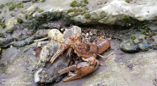 Subspecies Faxonius meeki meeki · iNaturalist