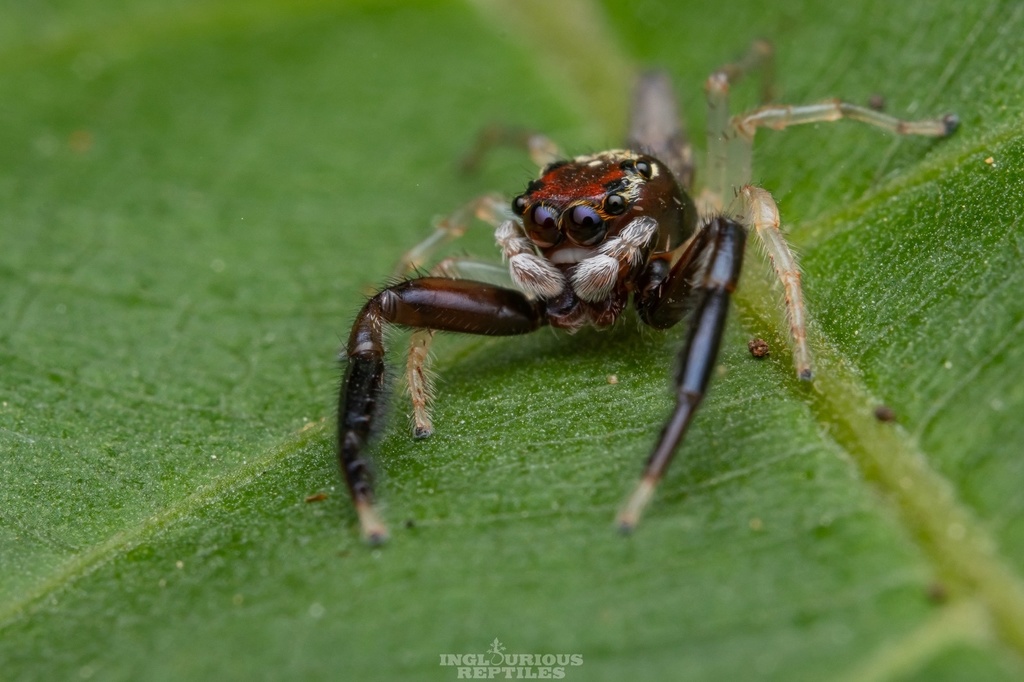 Scorpion Jumping Spider in August 2020 by Artur Tomaszek · iNaturalist