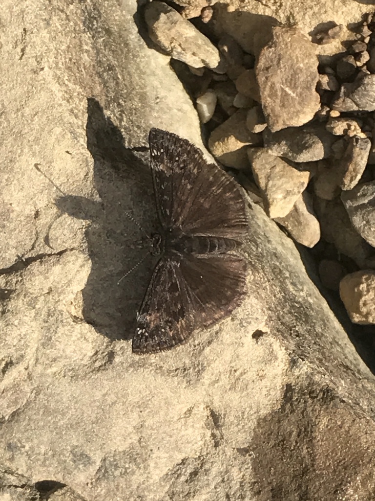 Duskywings in September 2017 by Rebecca Beck · iNaturalist