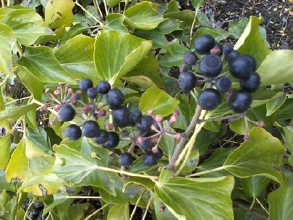 common ivy from Wallingford on April 20, 2012 by Nikki McThewson. A ...